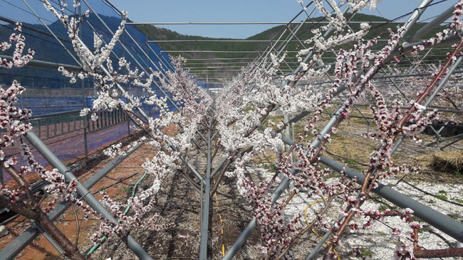 거제 플럼코트, 거대한 동양화를 그린다